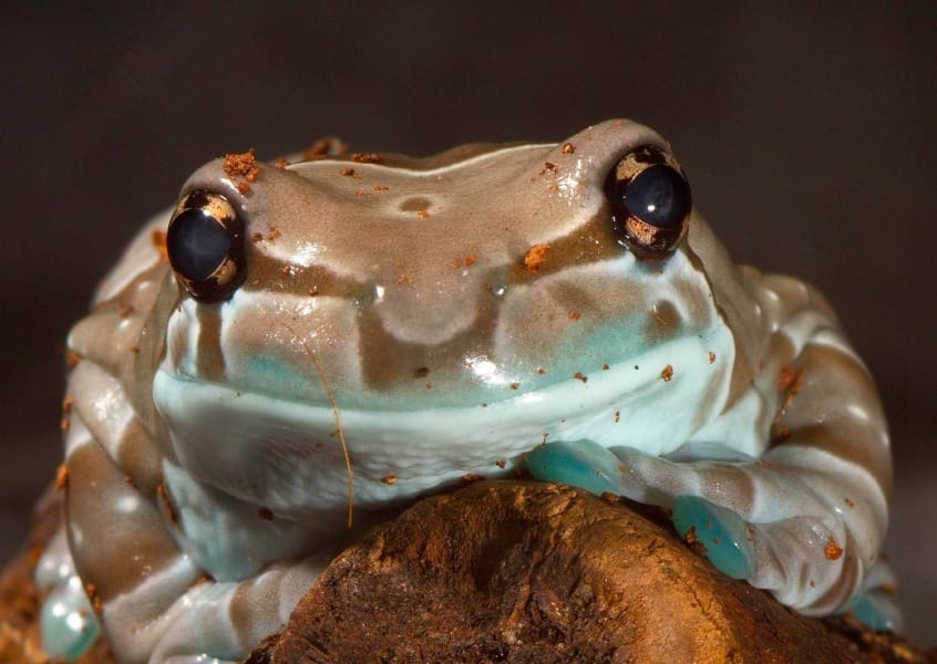 Whatever. Trump’s nominees as frogs.